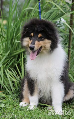 Щенок колли