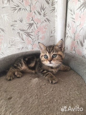 Очаровательные плюши