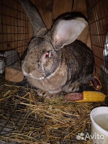 Кролик самец 10 мес