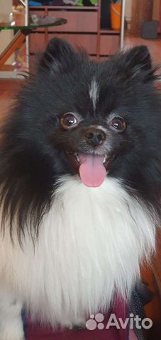 Померанский шпиц вязка