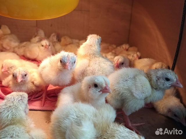 Цыплята бройлер