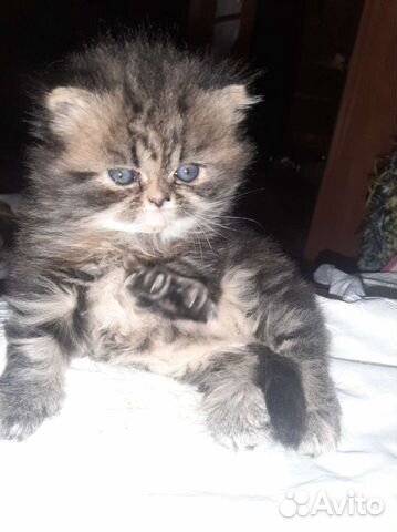 Персидская