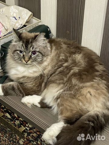 Невский маскарадный кот