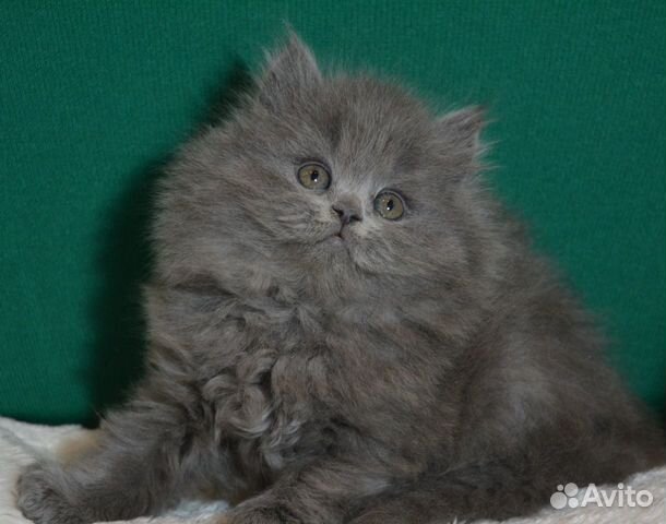 Британские котята