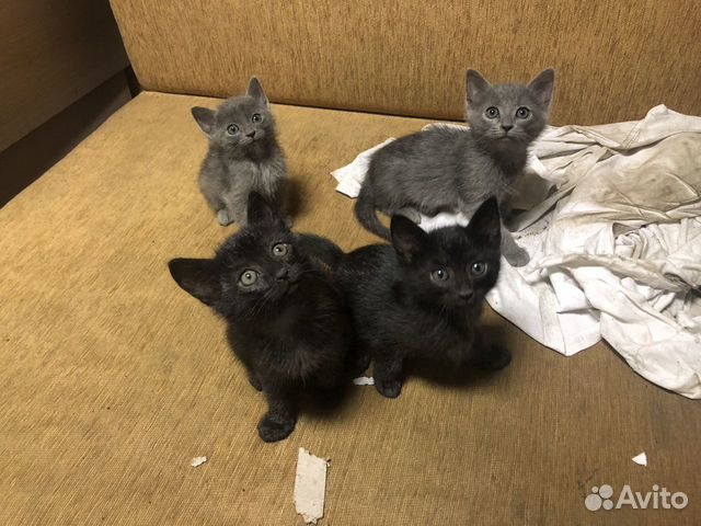 Котята в добрые руки