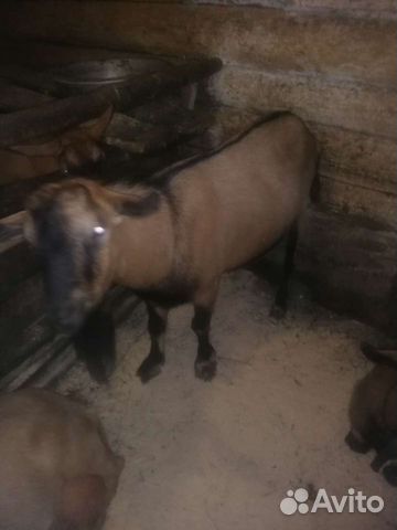 Козел Чех, 1,5 года. Активный