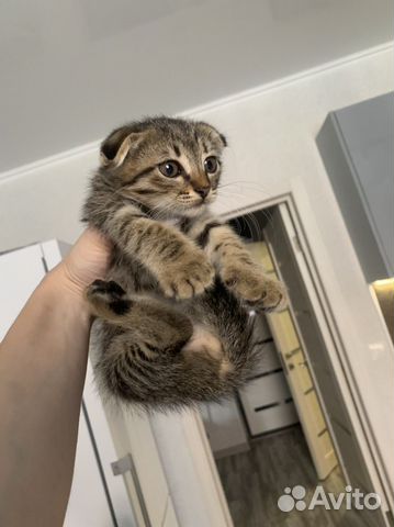 Шотланец котенок отдам