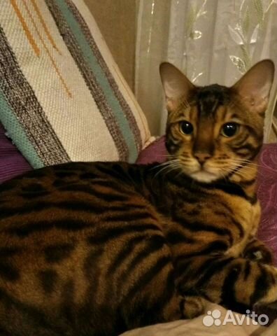 Бенгальская