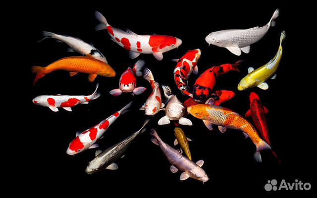 Молодь карпа-кои 7 - 10 см