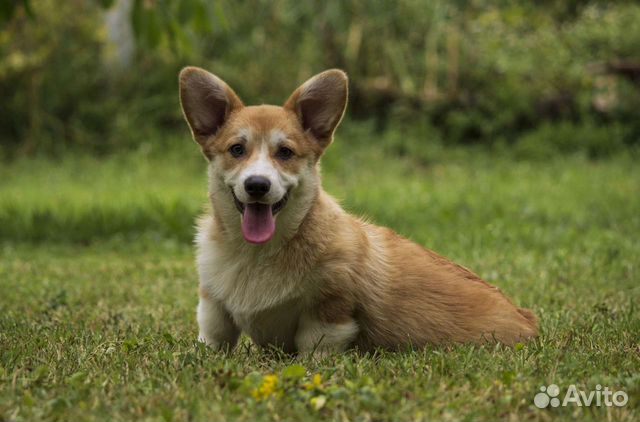 Вельш корги пемброк кобель