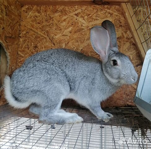 Кролики советская шиншилла