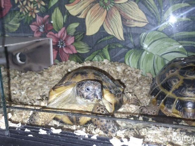 Черепаха сухопутная с террариумом