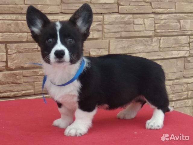 Кардиганчик