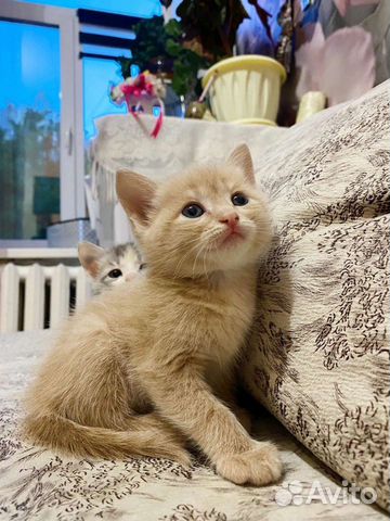 Кошки