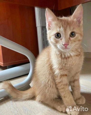 Котёнок(девочка) в добрые руки