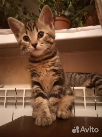 Домашние котята бенгальские метисы 2 мес