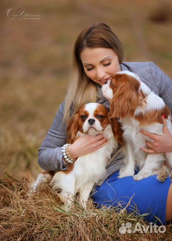 Кавалер Кинг Чарльз Спаниель