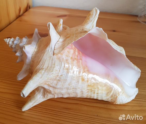 Ракушка большая для аквариума