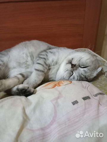 Кот в добрые руки