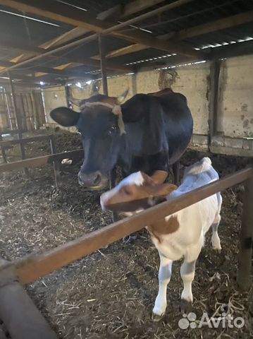 Коровы дойные молочные и телки