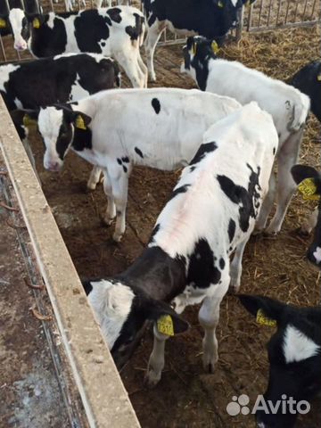 Бычки телочки