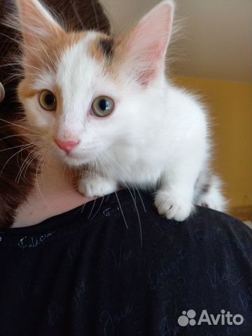 Трехцветный котеночек, 2 мес, в добрые руки