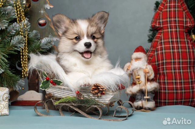 Эксклюзивный щенок вельш корги пемброк