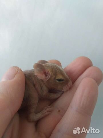 Дегу белочки малыши