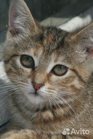 Маленький котенок Нюша с грузными глазами ищет дом