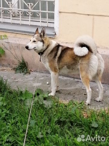 Найдена собака Лайка