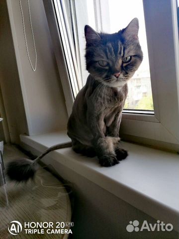 Сибирская кошка бесплатно