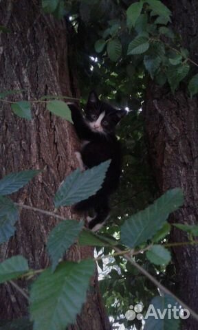 Очень красивый котик