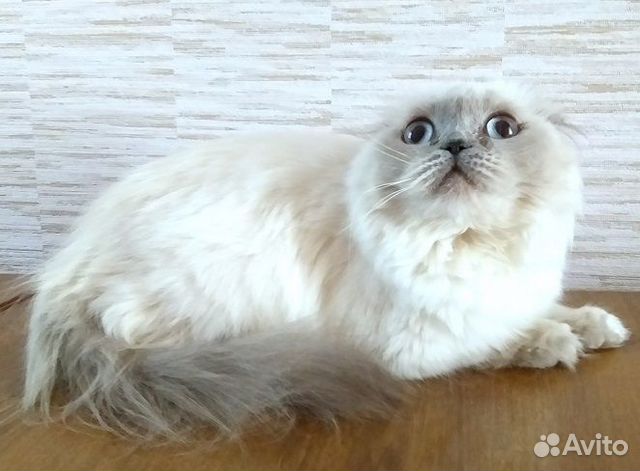 Вислоухая кошечка
