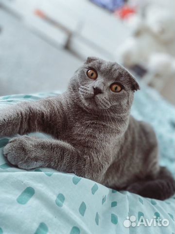 Шотландский кот
