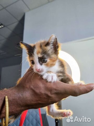 Котята 1.5 месяца в дар