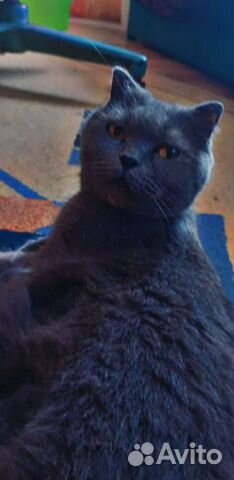 Британские вислоухие котята