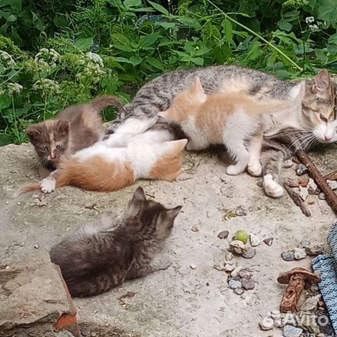 Котята девочки в добрые руки