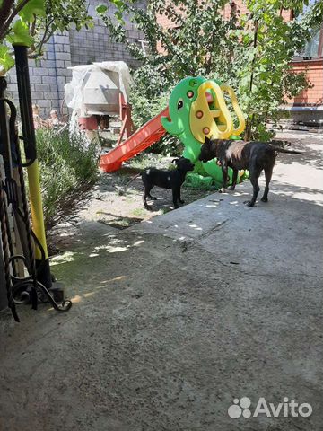 Щенки американского питбуля