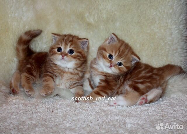 Классные красные шотландские котята