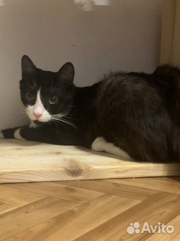 Спасенный котик в добрые руки