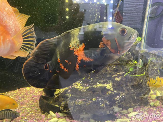 Астронотус тигровый