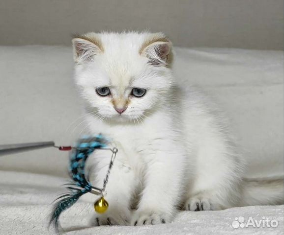 Кошка Золотая Колор пойнт