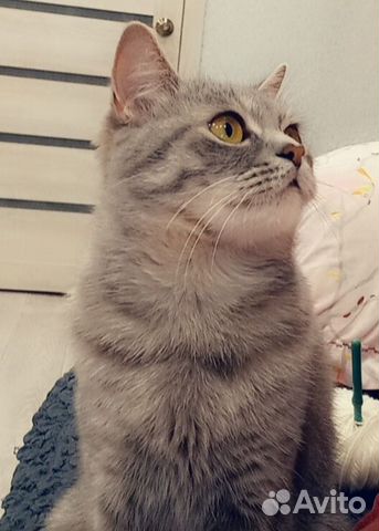 Ищем британца вислоухого кота для вязки