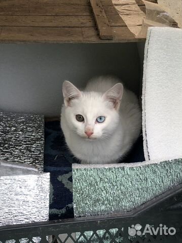 Котенок 3-3,5 мес