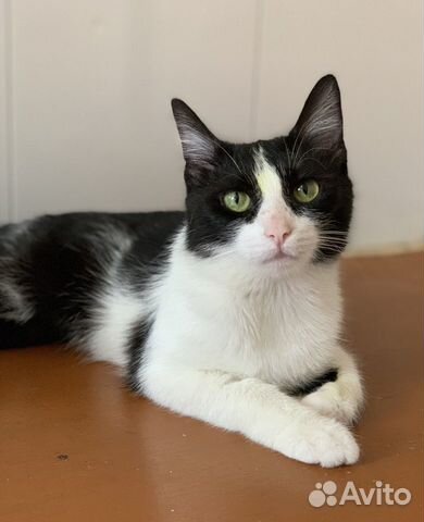 Кошки бесплатно