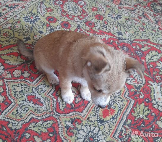 Отдам собаку в добрые руки