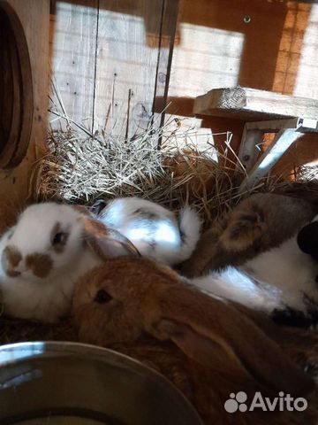 Кролики мясных пород