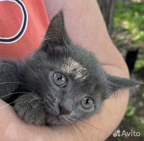 Отдам бесплатно