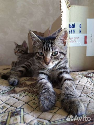 Котенок 1,5мес мальчик