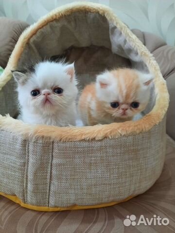 Экзотические котята